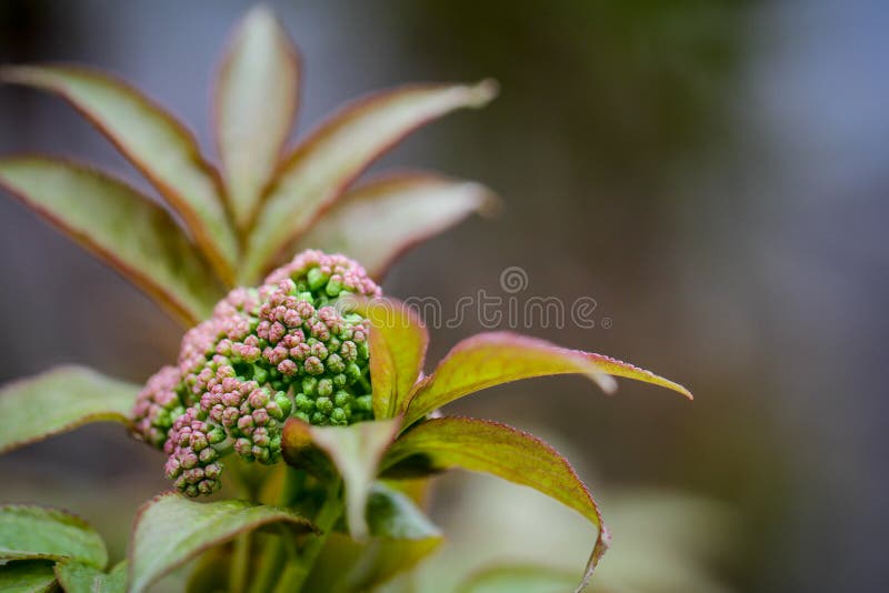 Young Lilac Flower in Spring Time Stock Image - Image of abstract ...