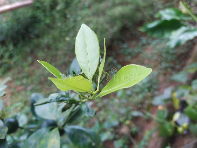 Young lime leaves stock image. Image of forest, deciduous - 254686309