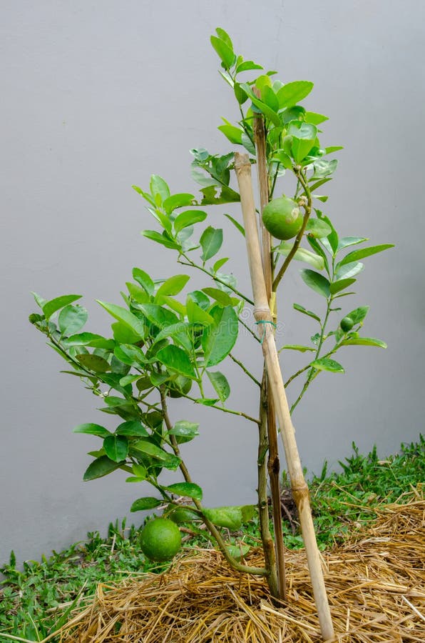 Young lime tree stock photo. Image of foliage, growing - 69278408