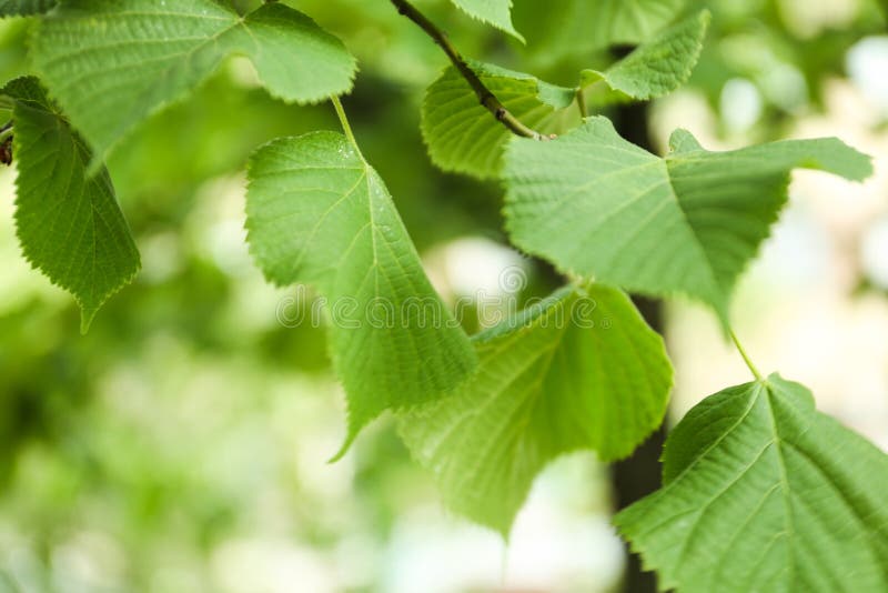Young Linden Tree with Fresh Leaves and Buds Outdoors on Spring Day ...