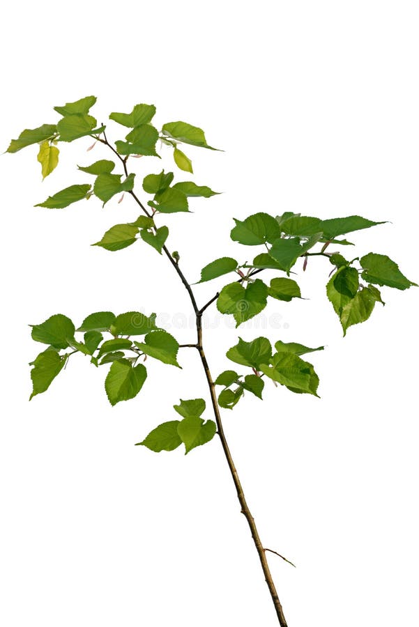 Young linden tree stock image. Image of linden, white - 30779051