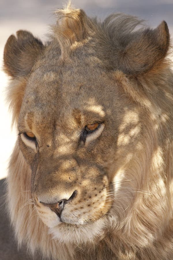 Young lion stock photo. Image of botswana, lion, wildlife - 11796854