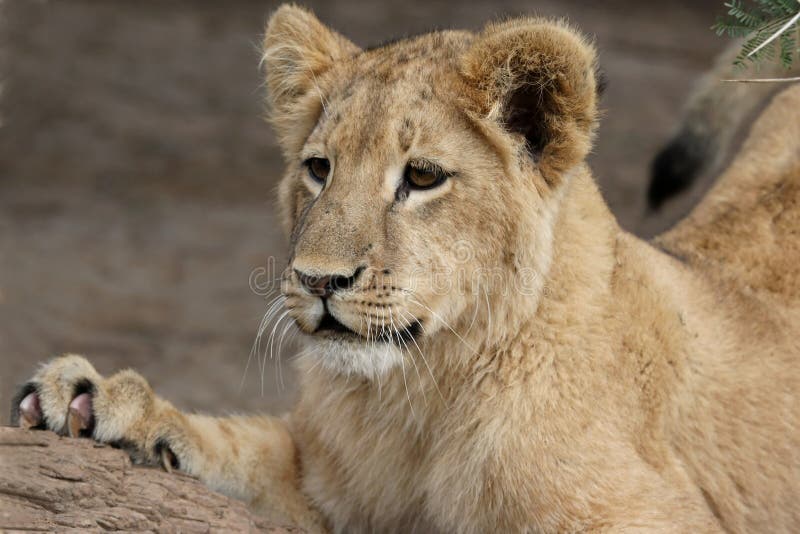 Young Lion stock image. Image of outdoors, grip, africa - 14848685