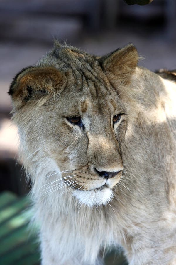 Young Lion stock photo. Image of carnivore, mammal, animal - 18922882