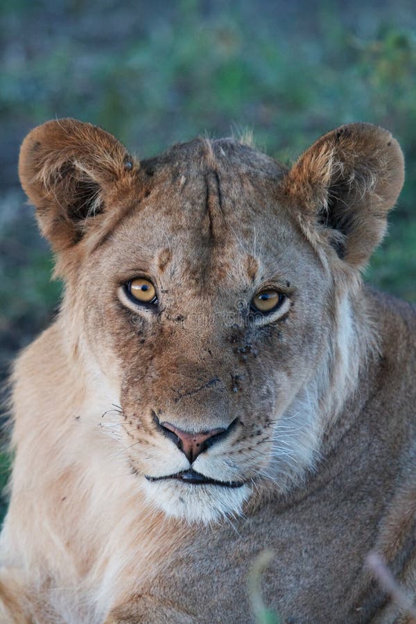 Young lion stock photo. Image of mammals, young, africa - 19598730