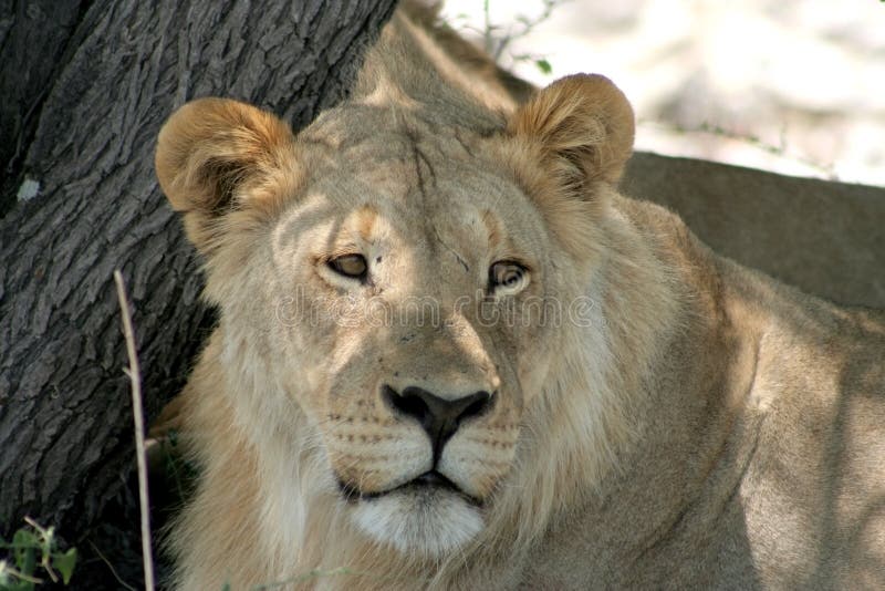 Young Lion stock image. Image of lion, african, national - 19889327