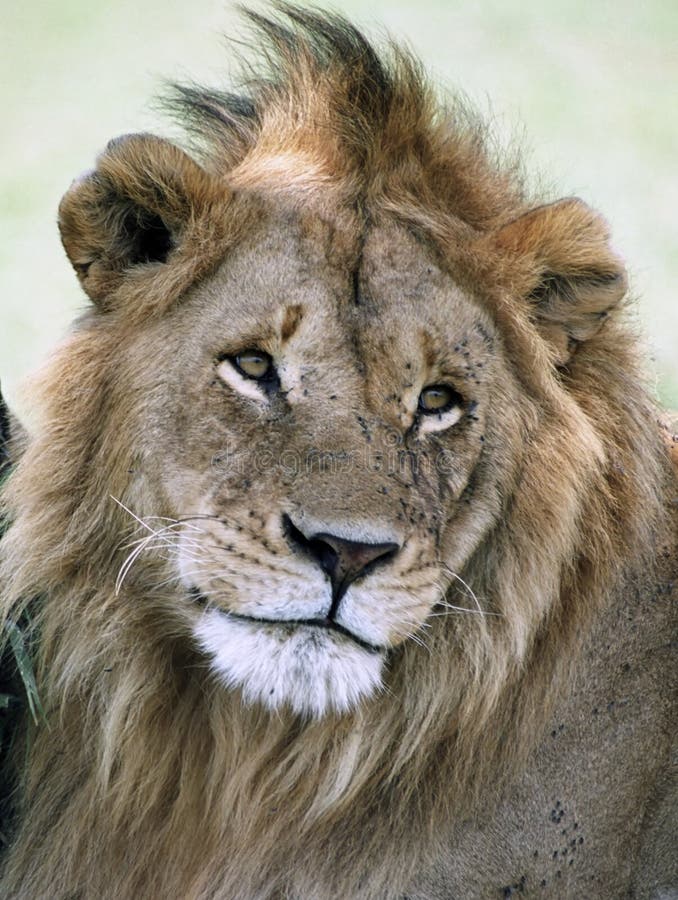 Young lion cub in the wild stock photo. Image of mushroom - 60712024