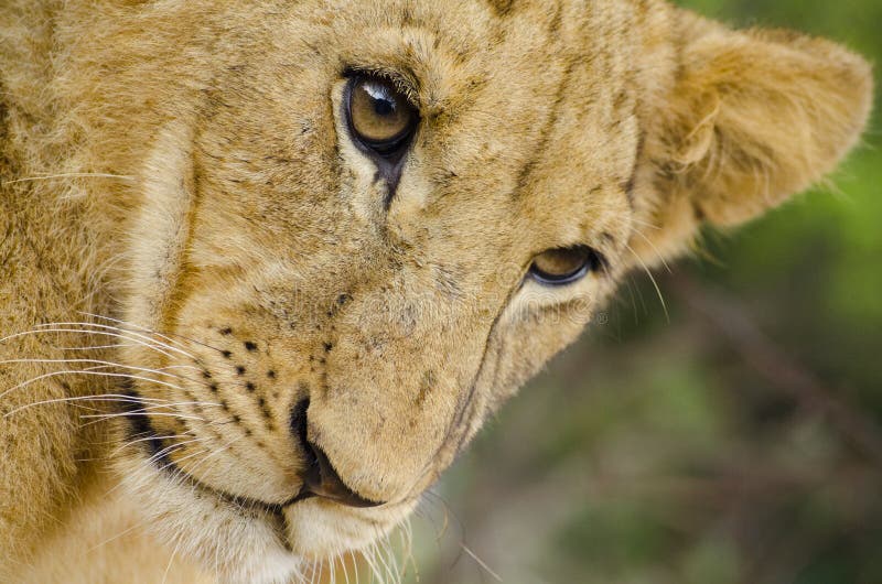 Young lion stock photo. Image of whisker, park, animal - 28613658