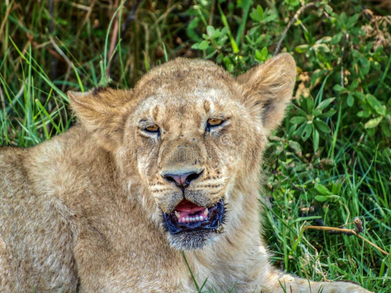 Young lion stock image. Image of africa, nature, lion - 37983701