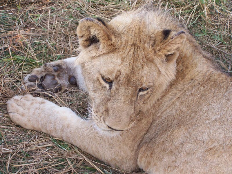 Young Lion Picture. Image: 894859