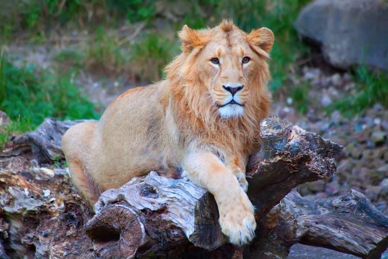 Young lion stock image. Image of childhood, pride, care - 73173147