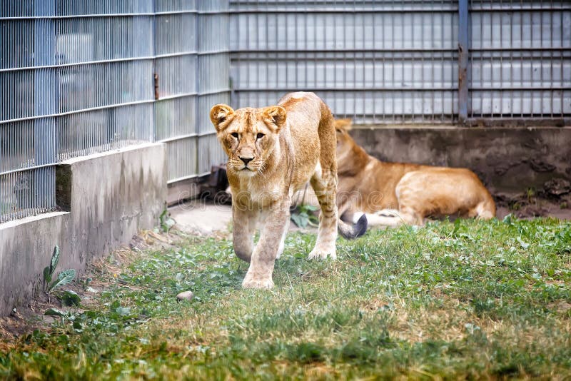 Young lion stock image. Image of natural, nature, dangerous - 43170643