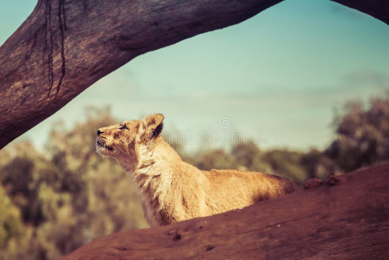 1,793 Lion Looking Up Photos - Free & Royalty-Free Stock Photos from ...