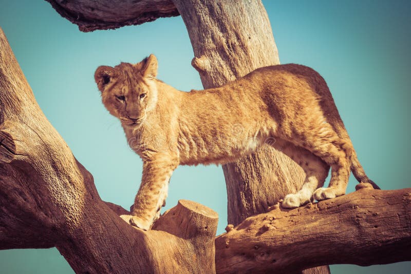 Young Lion Cub Playing Up on Tree Branches. Stock Photo - Image of lion ...