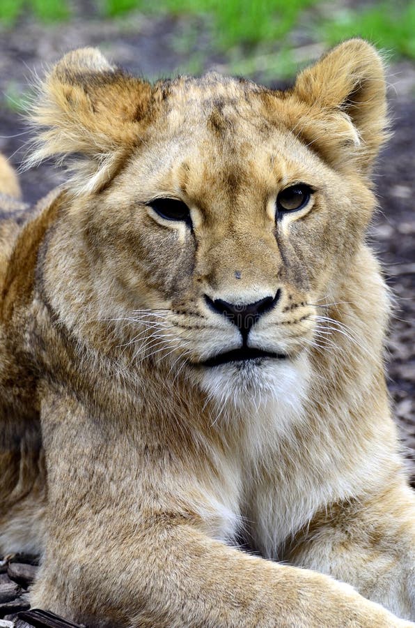 Young lion cub portrait stock image. Image of symbol - 25507559