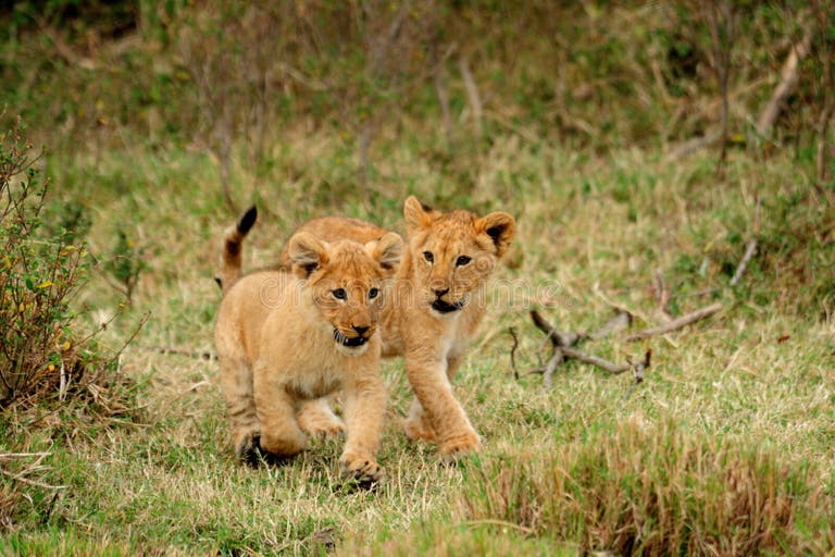 Young lion cub running stock photo. Image of african - 16344832