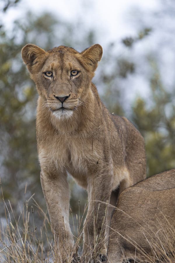 A Young Lion Cub Stands Atop a Termite Mound Looking Down. Stock Photo ...