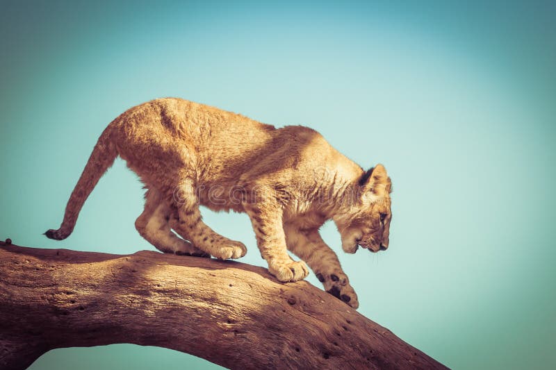 Young Lion Cub Trying To Get Down from a Tree Branch. Stock Photo ...