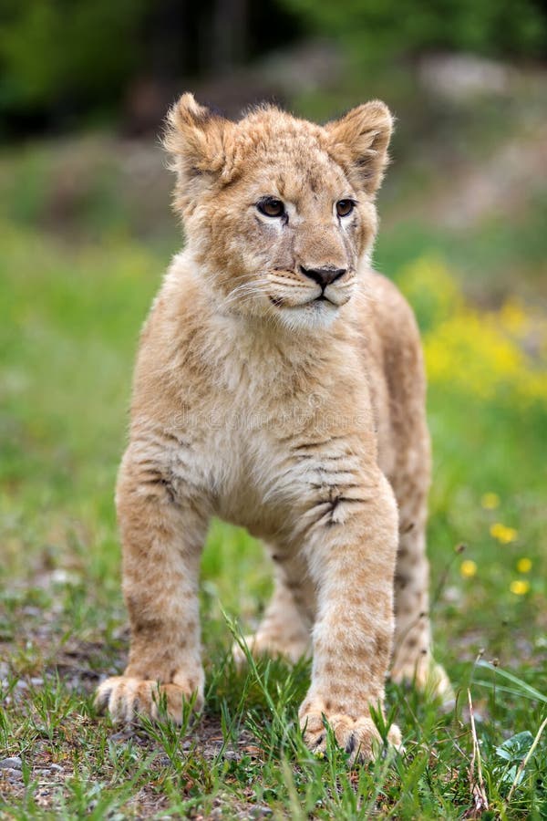 Young lion cub in the wild stock photo. Image of baby - 121909976