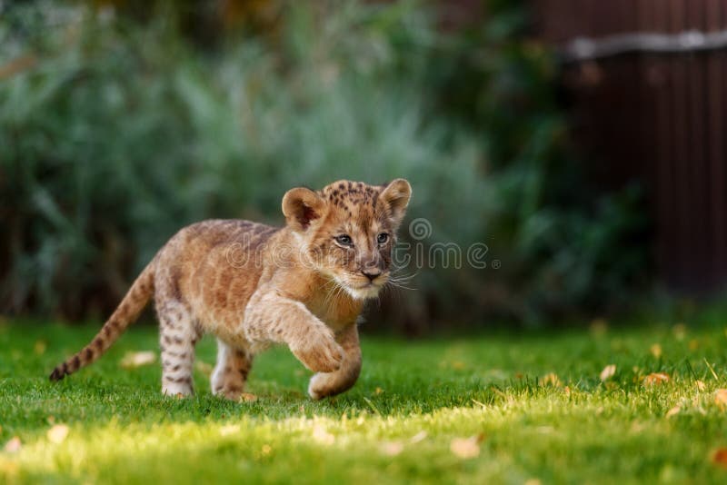 Young lion cub in the wild stock photo. Image of mushroom - 60712024