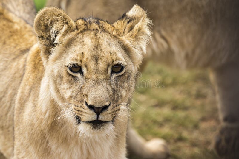 Young African Lion Watching and Alert Stock Photo - Image of africa ...