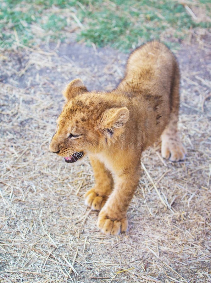 Young lion stock image. Image of animals, heart, animal - 59054313