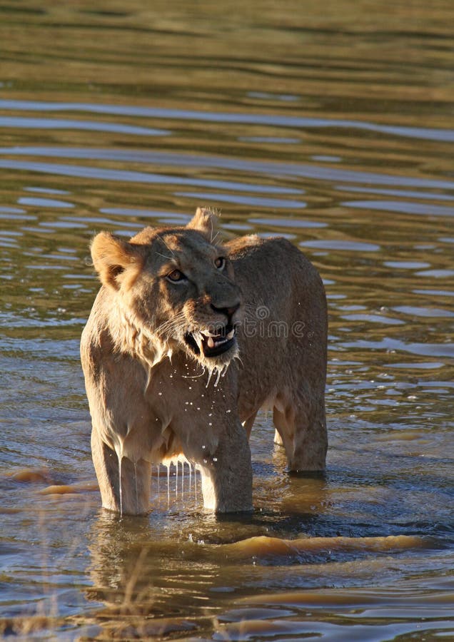 Lion Devouring a Piece of Its Prey in a Pond Stock Image - Image of ...