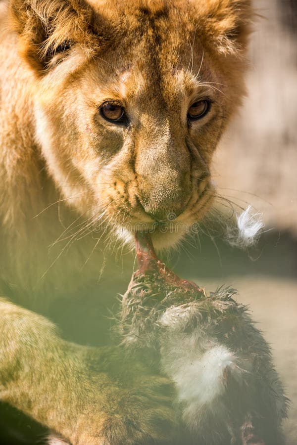 Young lion eating stock photo. Image of eating, female - 40822302