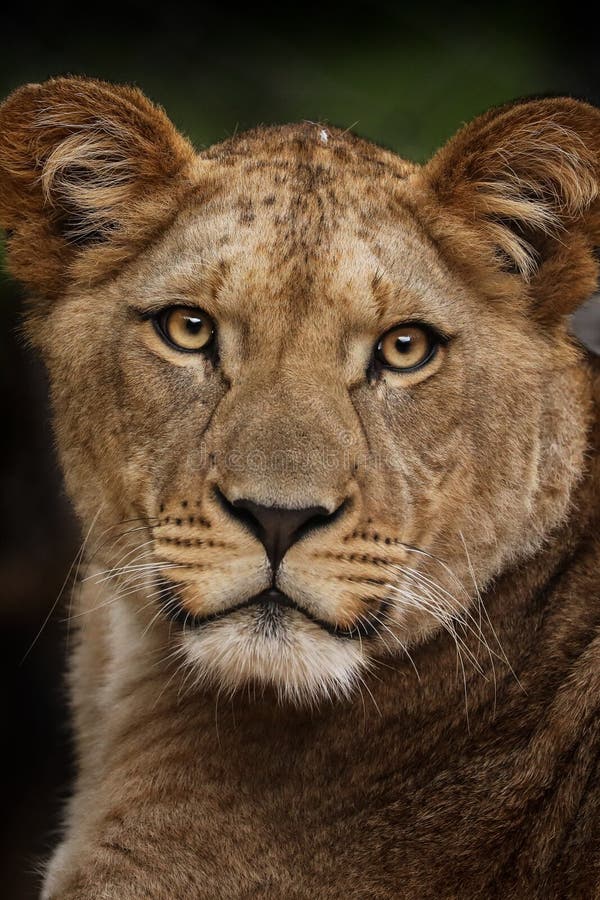 Young lion stock photo. Image of nocturnal, predatory - 228769260