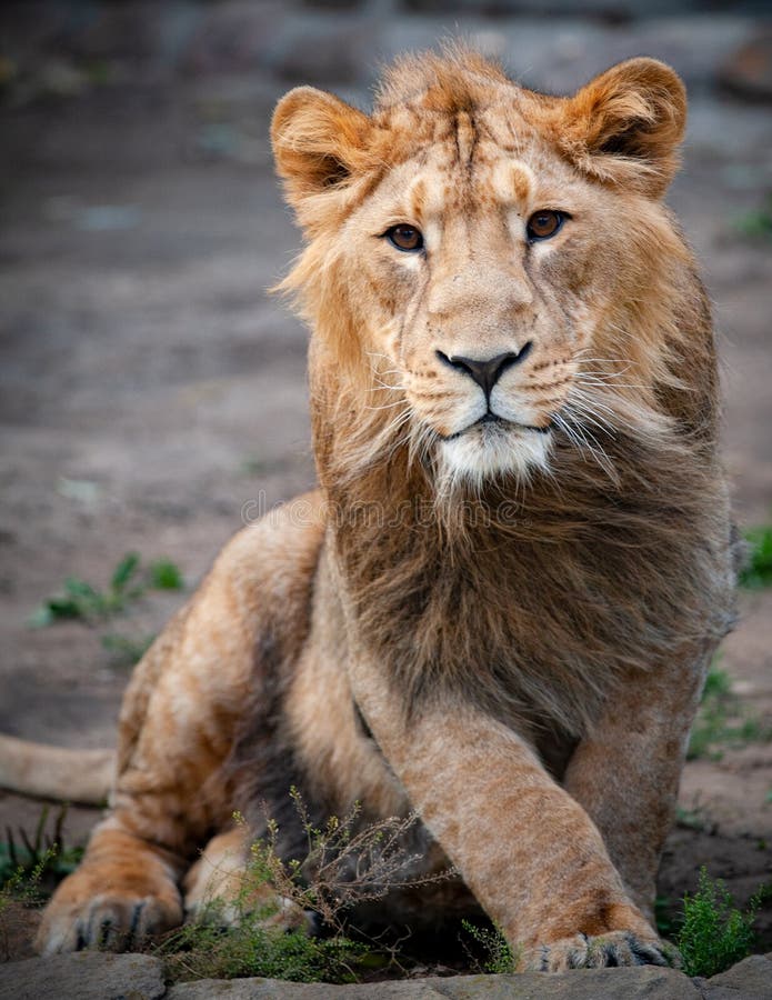 Young lion male portrait stock image. Image of stripes - 154704341