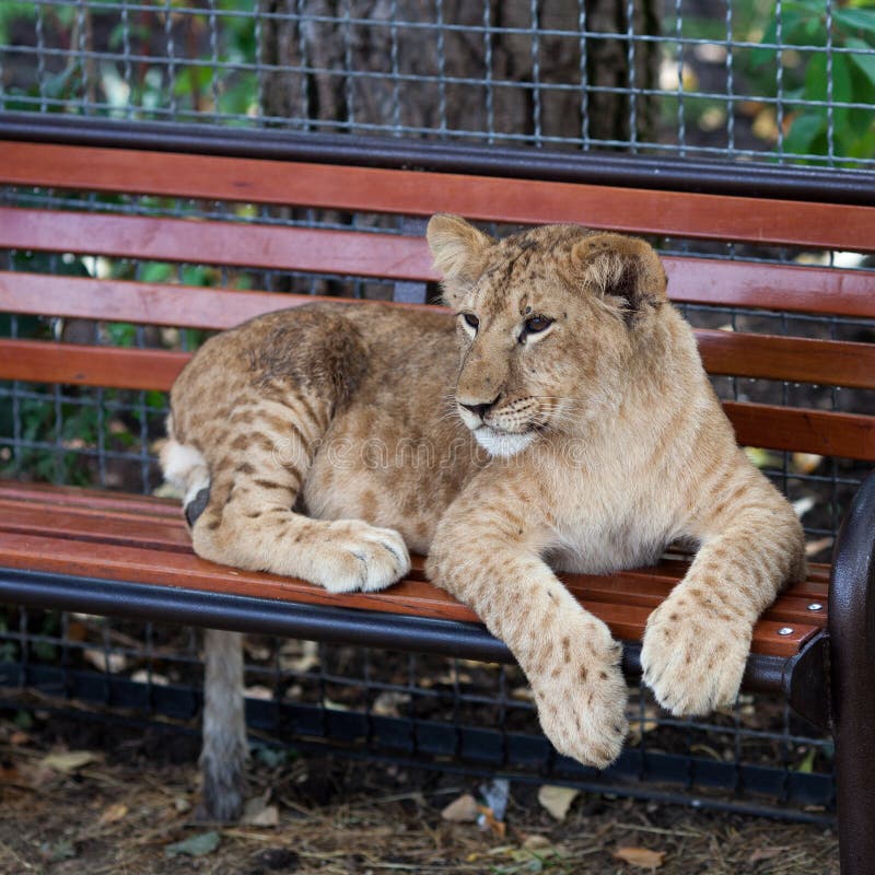 A young lion play stock image. Image of african, view - 28095929