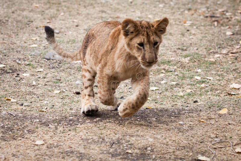 A young lion play stock photo. Image of africa, view - 28095930