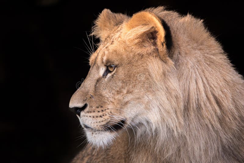 Lion profile stock image. Image of king, africa, view, side - 181253