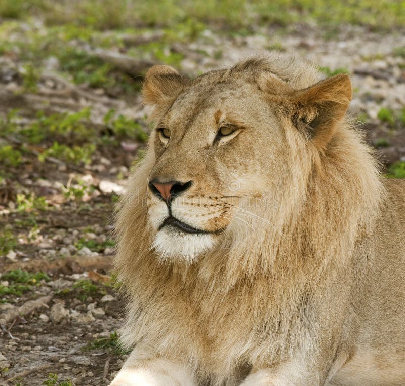 Young Lion Profile stock image. Image of hunter, carnivore - 13363063