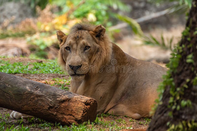 Young Lion Relaxing Under a Tree Stock Image - Image of indonesia ...