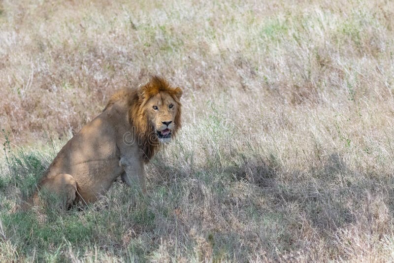 Young Lion Roaring in the Dry Field of Savanna Stock Photo - Image of ...