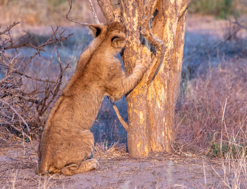 Young Lion Sharpens Claws on a Tree Stump Stock Image - Image of ...