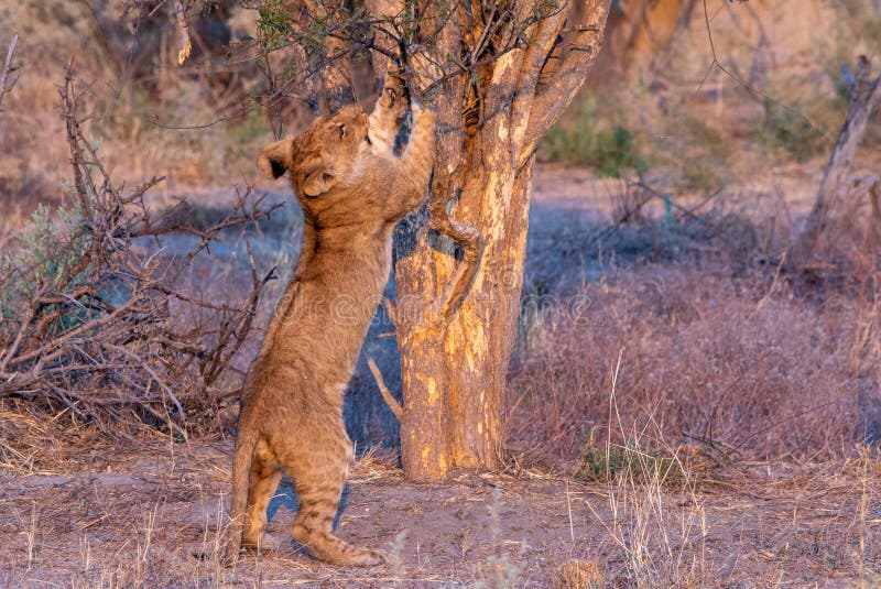 Young Lion Sharpens Claws on a Tree Stump Stock Image - Image of ...