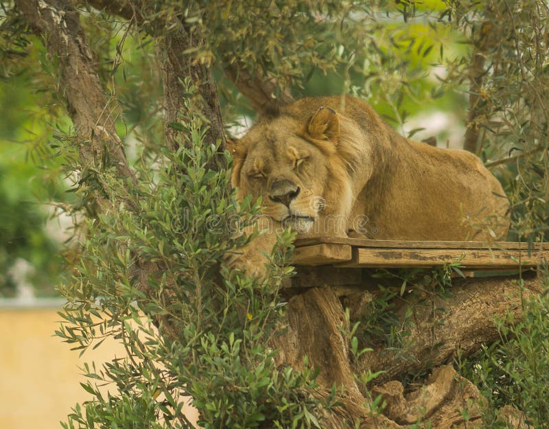 764 Lion Sleeping Tree Stock Photos - Free & Royalty-Free Stock Photos ...