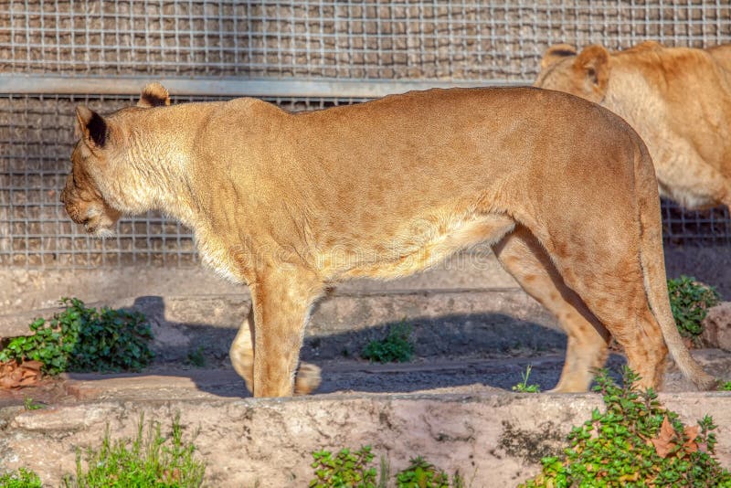 Sad Lioness in the Cage of the Zoo. Singl Lion Resting on Stone Floor ...
