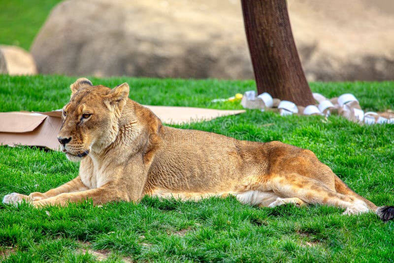 115 Sad Lioness Stock Photos - Free & Royalty-Free Stock Photos from ...