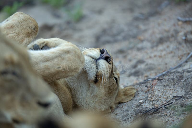 Lioness Her Back Stock Photos - Free & Royalty-Free Stock Photos from ...