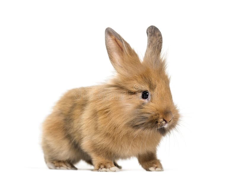Baby Dwarf Lionhead Bunny