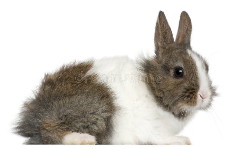 Lionhead Rabbit Eating in Cage Stock Image - Image of caged, look: 25794113