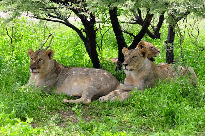 Young lions stock photo. Image of lioness, nature, etosha - 23532494