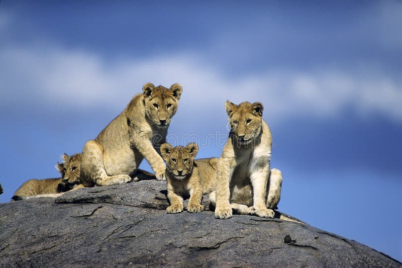 Five lioness and a lion. stock image. Image of predator - 613127