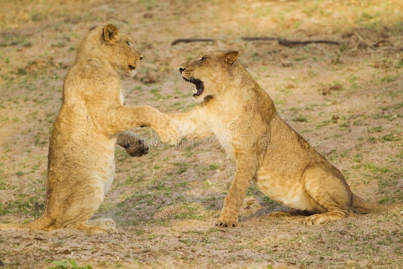 Two Young Lions Playing with Each Other. National Park. Kenya. Tanzania ...