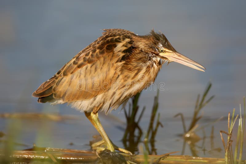 Young Little Bittern Hunting on the Water. Stock Photo - Image of water ...