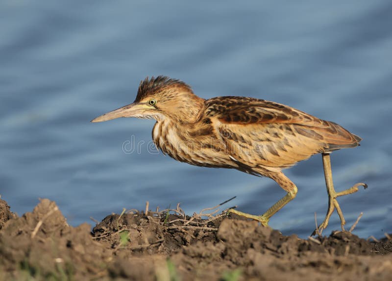 Young Little Bittern on the Shore Stock Photo - Image of wild, beak ...