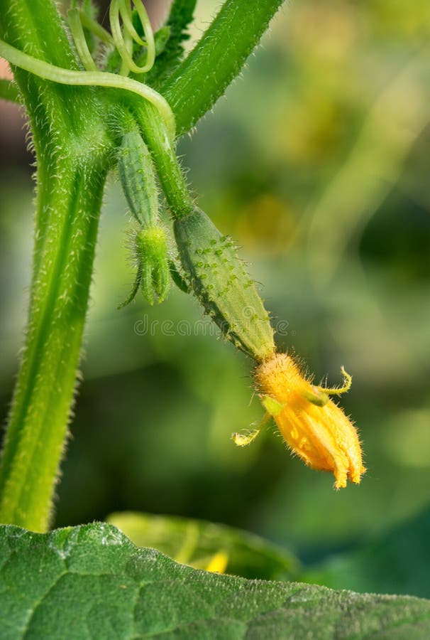 Young cucumber on stem stock image. Image of farm, juicy - 122436981
